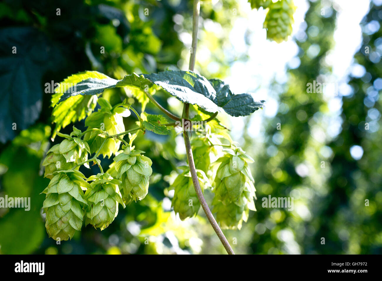 detail of hop cones before the harvest Stock Photo - Alamy