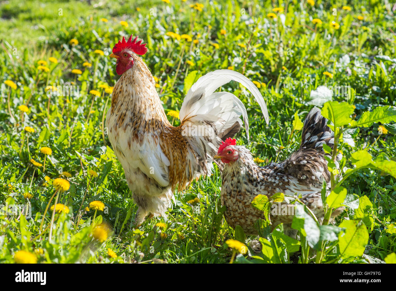 Rooster and hen on meadow Stock Photo - Alamy