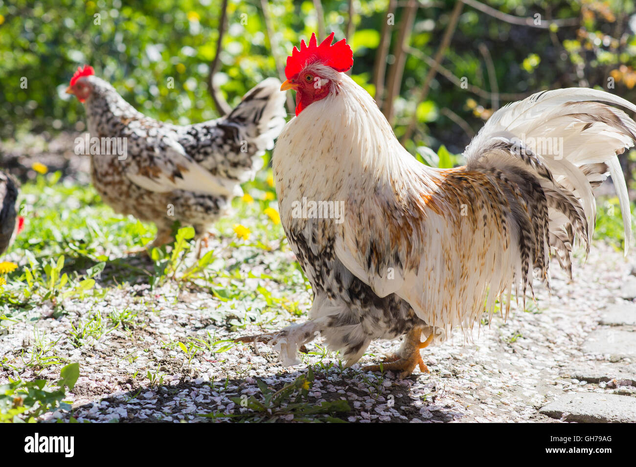 Rooster and hen on meadow Stock Photo - Alamy