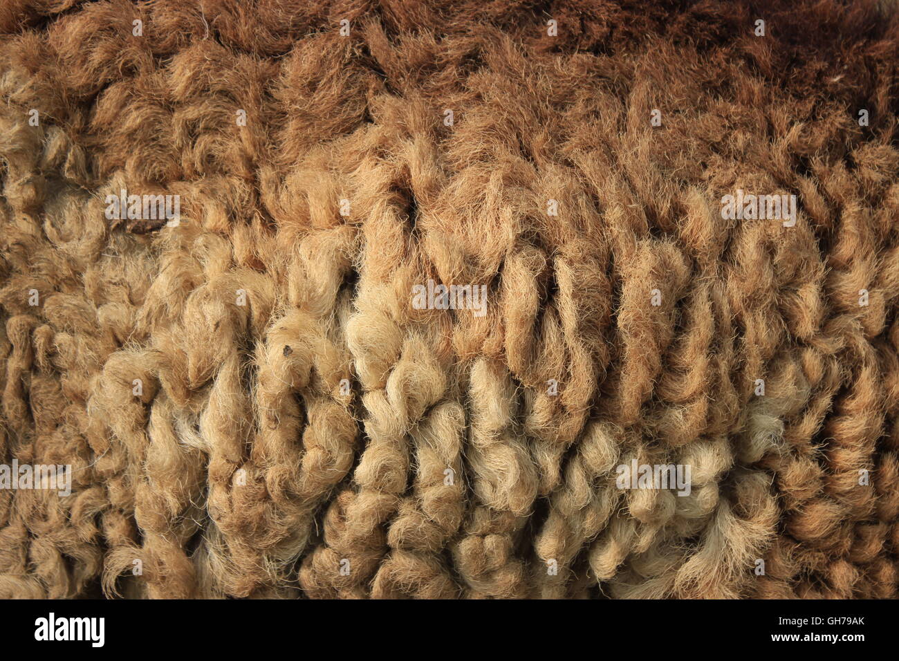 Background of a sheep skin Stock Photo - Alamy