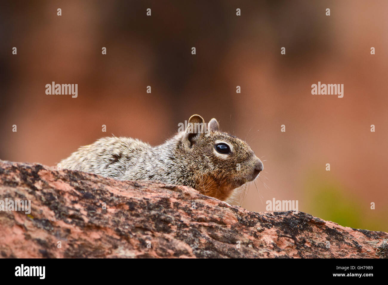 America ground hi-res stock photography and images - Alamy