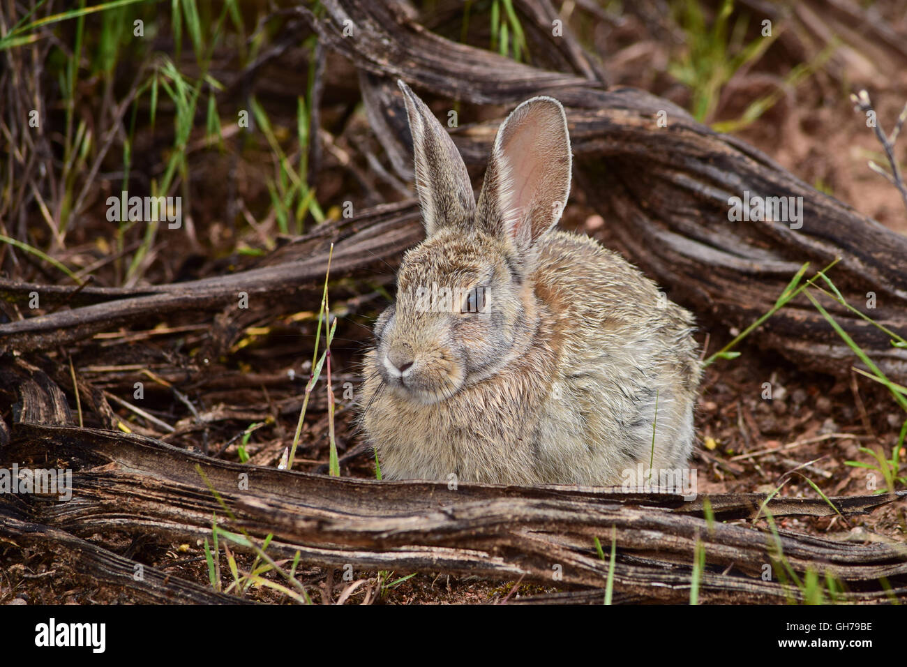Swift rabbit hi-res stock photography and images - Alamy