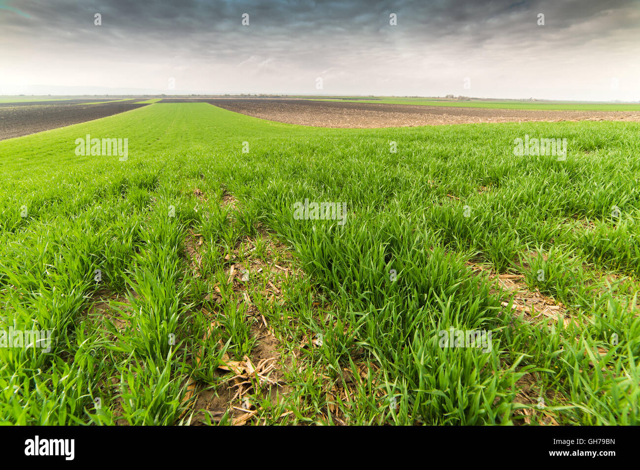 Young wheat field in spring Stock Photo - Alamy