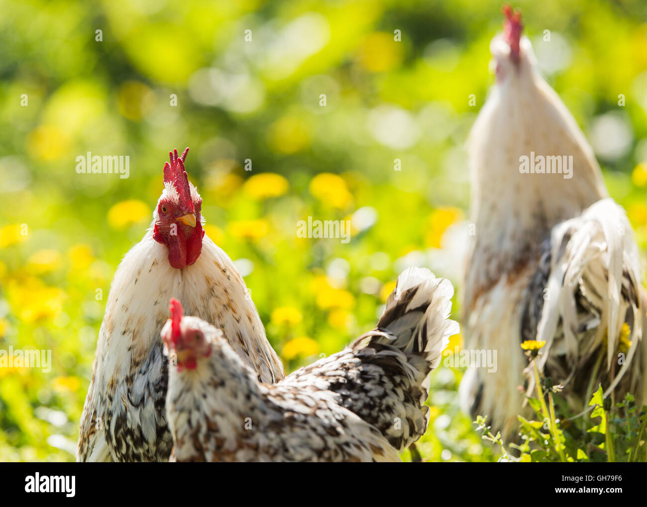 Rooster and hen on meadow Stock Photo - Alamy