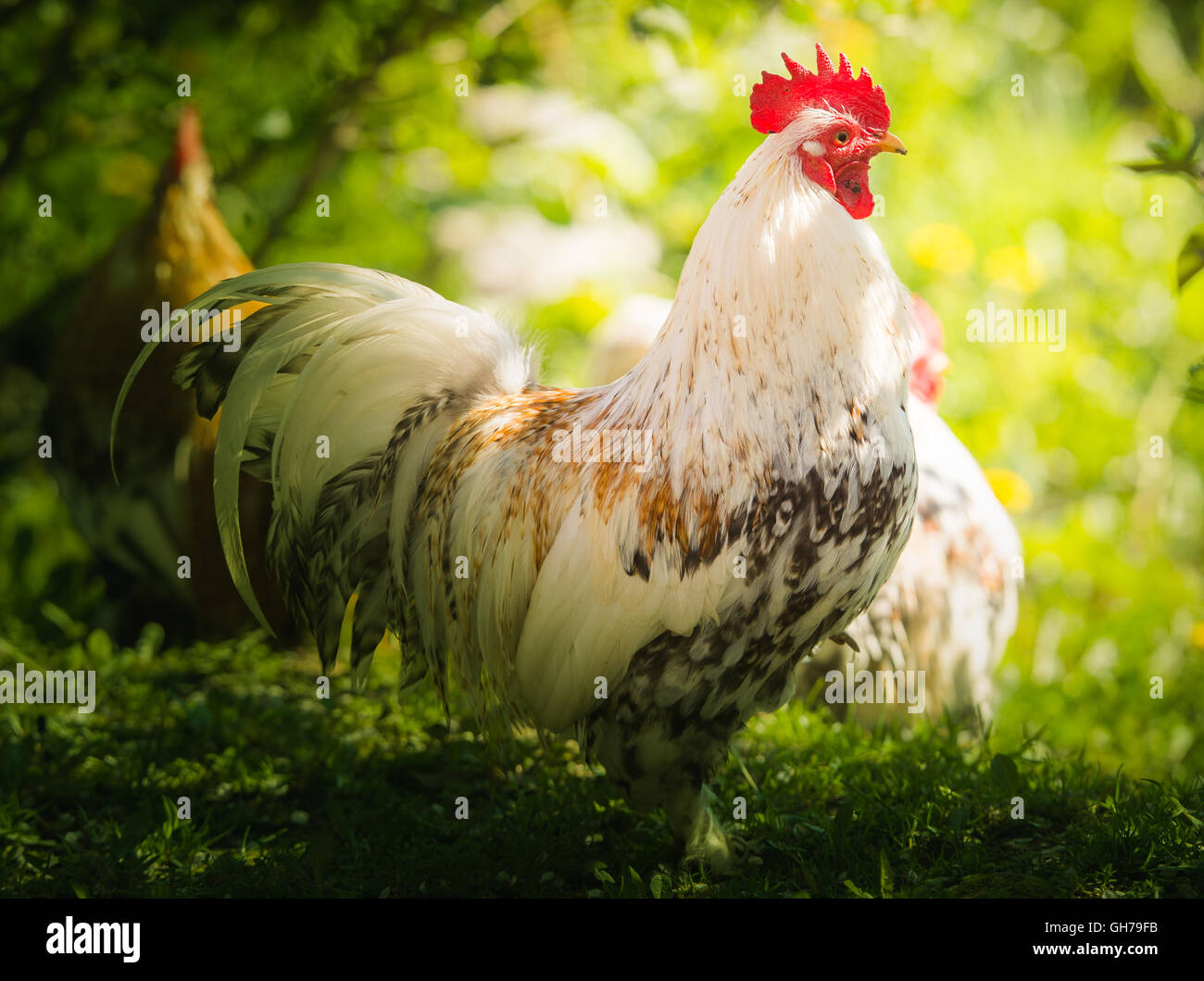 Side view rooster hi-res stock photography and images - Alamy