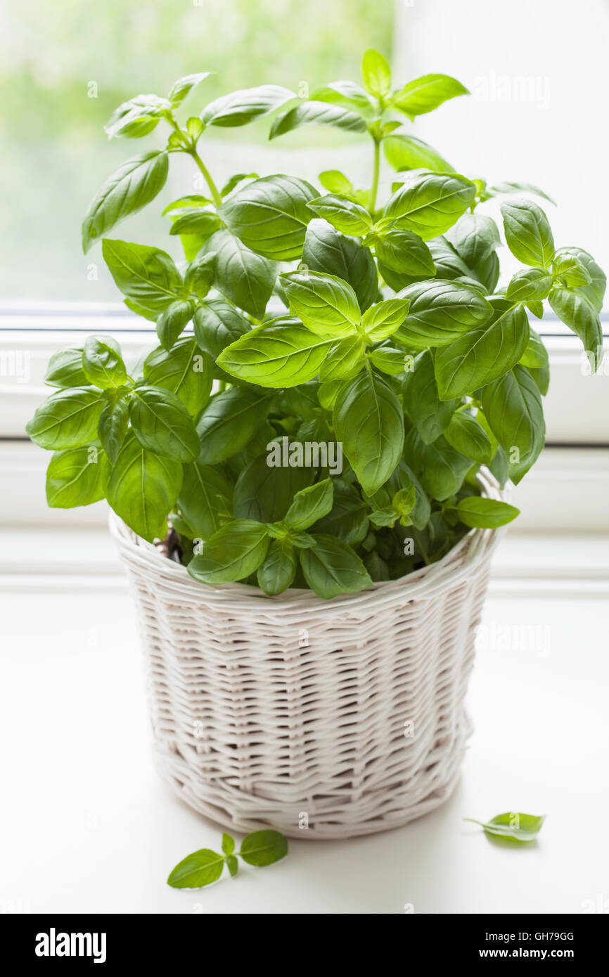 Basil herb hi-res stock photography and images - Alamy