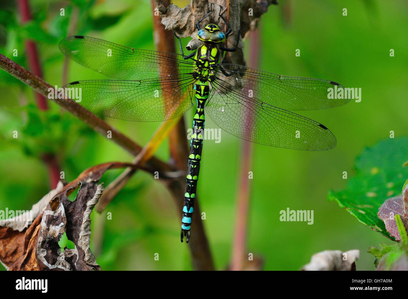 Dragonfly Rest High Resolution Stock Photography and Images - Alamy