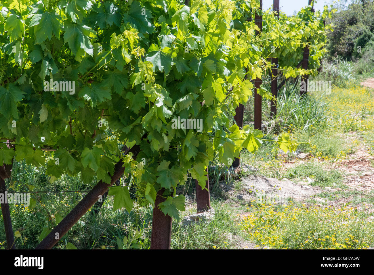 Landscape of vineyard Stock Photo - Alamy