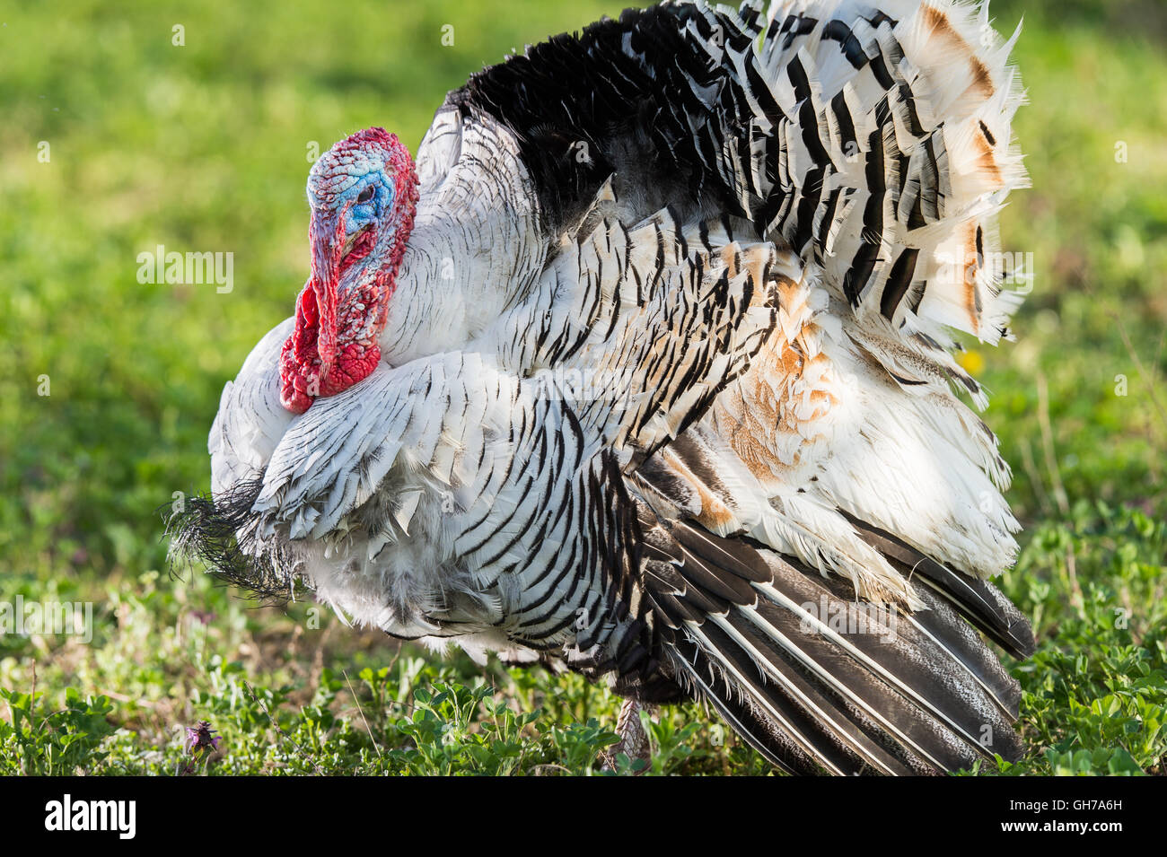 Male turkey hi-res stock photography and images - Alamy