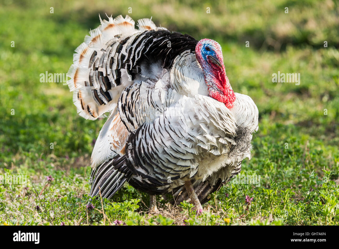 Male turkey hi-res stock photography and images - Alamy