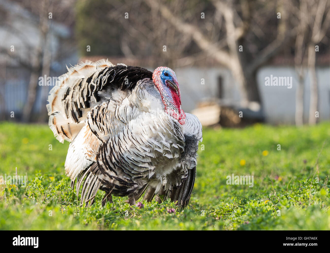 Male turkey hi-res stock photography and images - Alamy