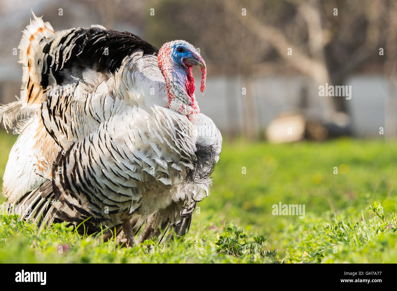 Male turkey hi-res stock photography and images - Alamy
