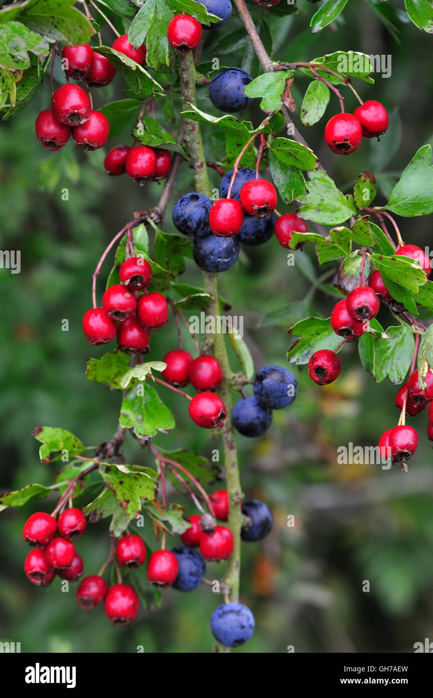Sloe (prunus spinosa) and hawthorn (crataegus monogyna) berries. Dorset ...