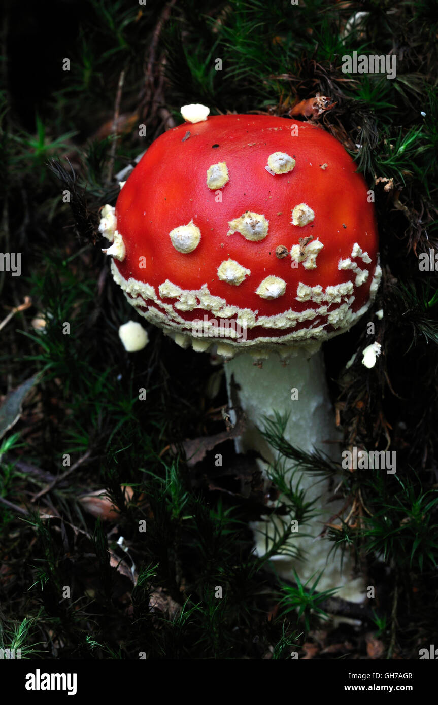 Fly agaric toadstool Stock Photo - Alamy