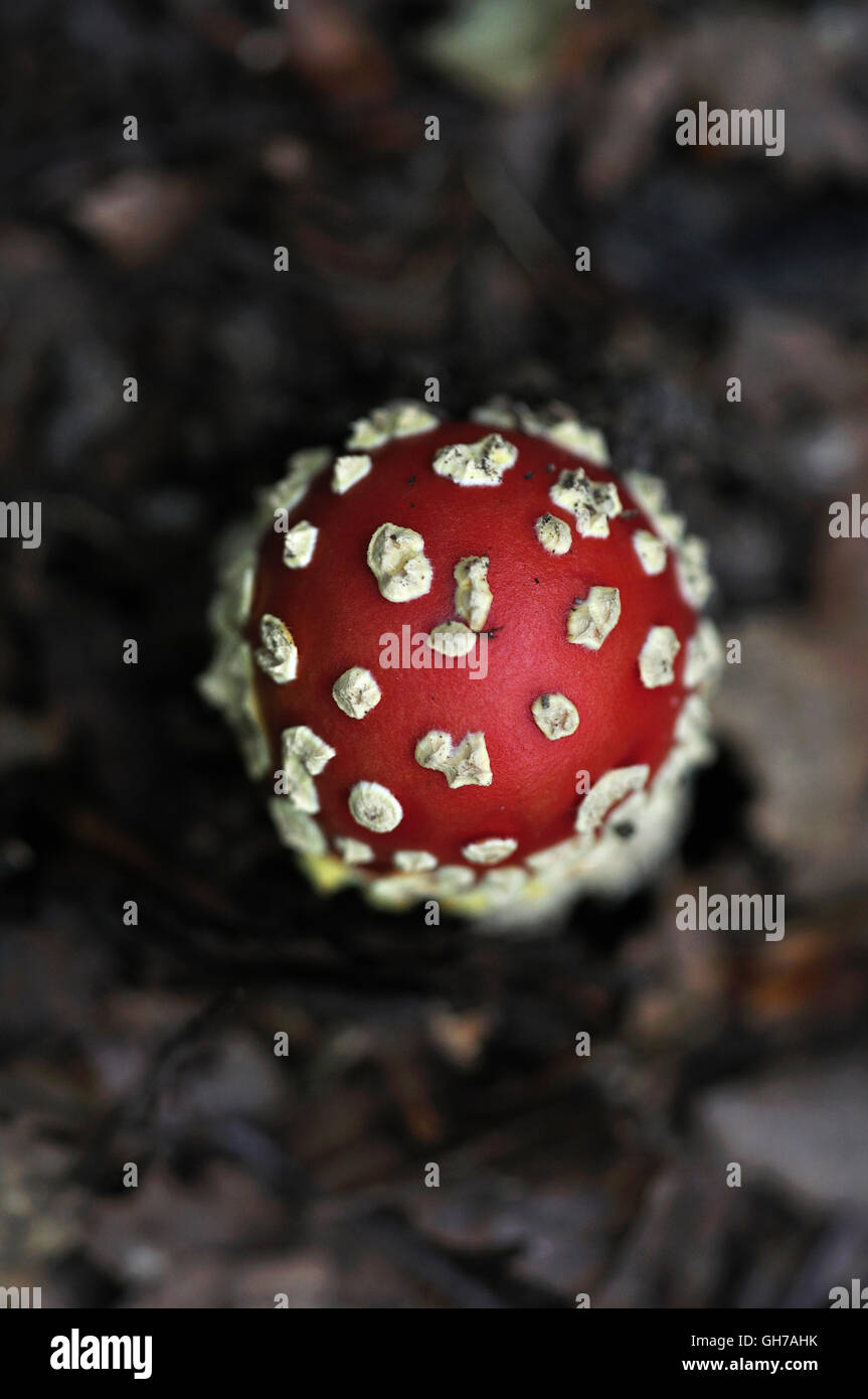 Fly agaric toadstool cap Stock Photo - Alamy