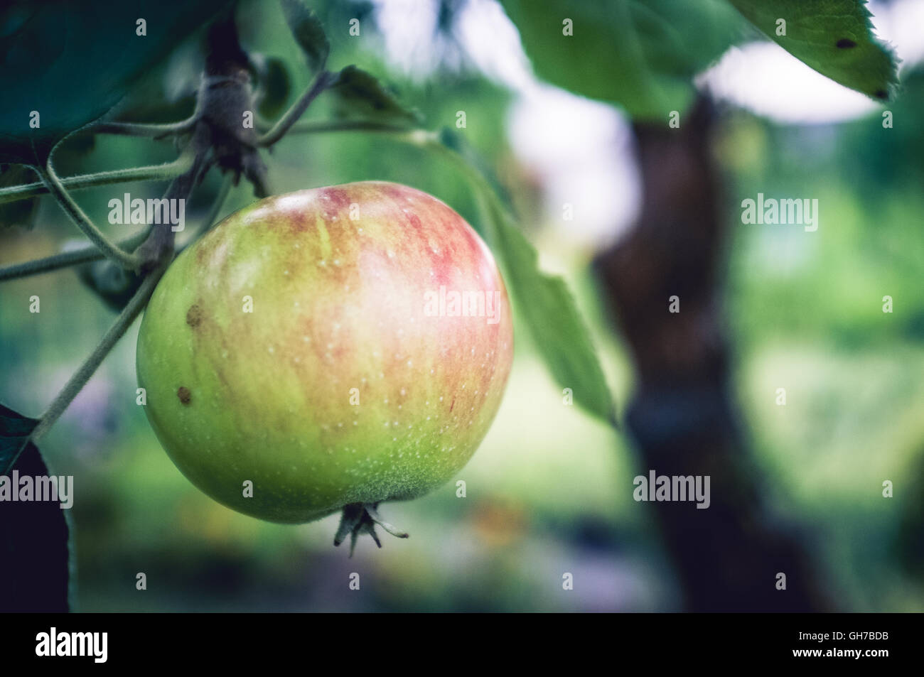 Natural eco green-red apples on the organic apple tree Stock Photo - Alamy