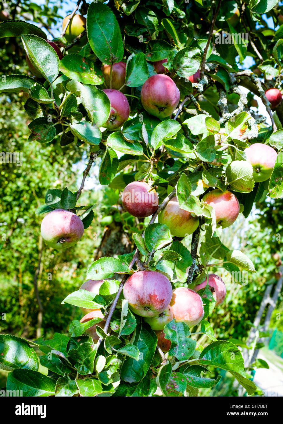 Organic apple tree hi-res stock photography and images - Alamy