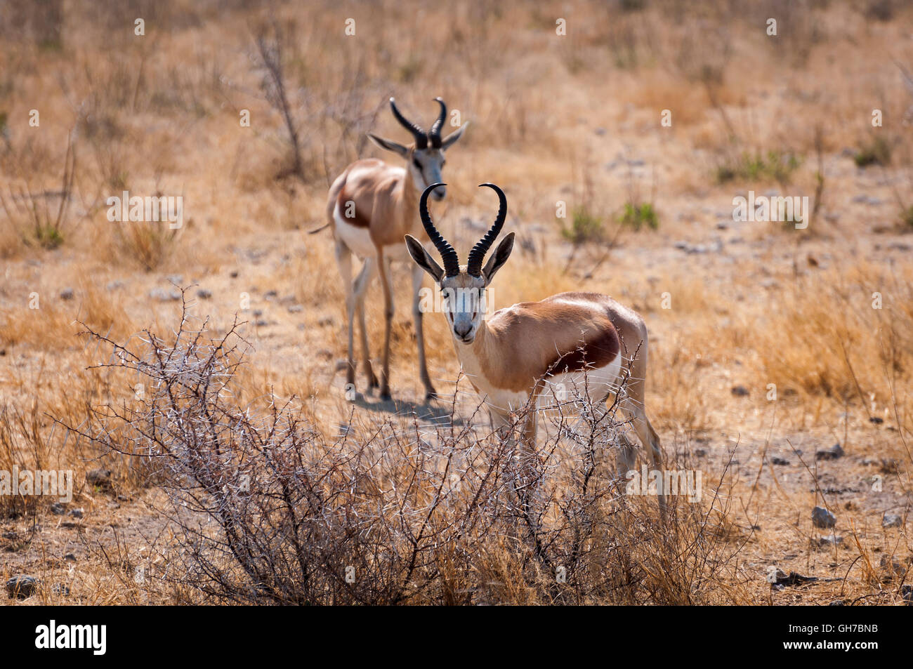 Two springbok in the Etosha National Park, Namibia Stock Photo - Alamy