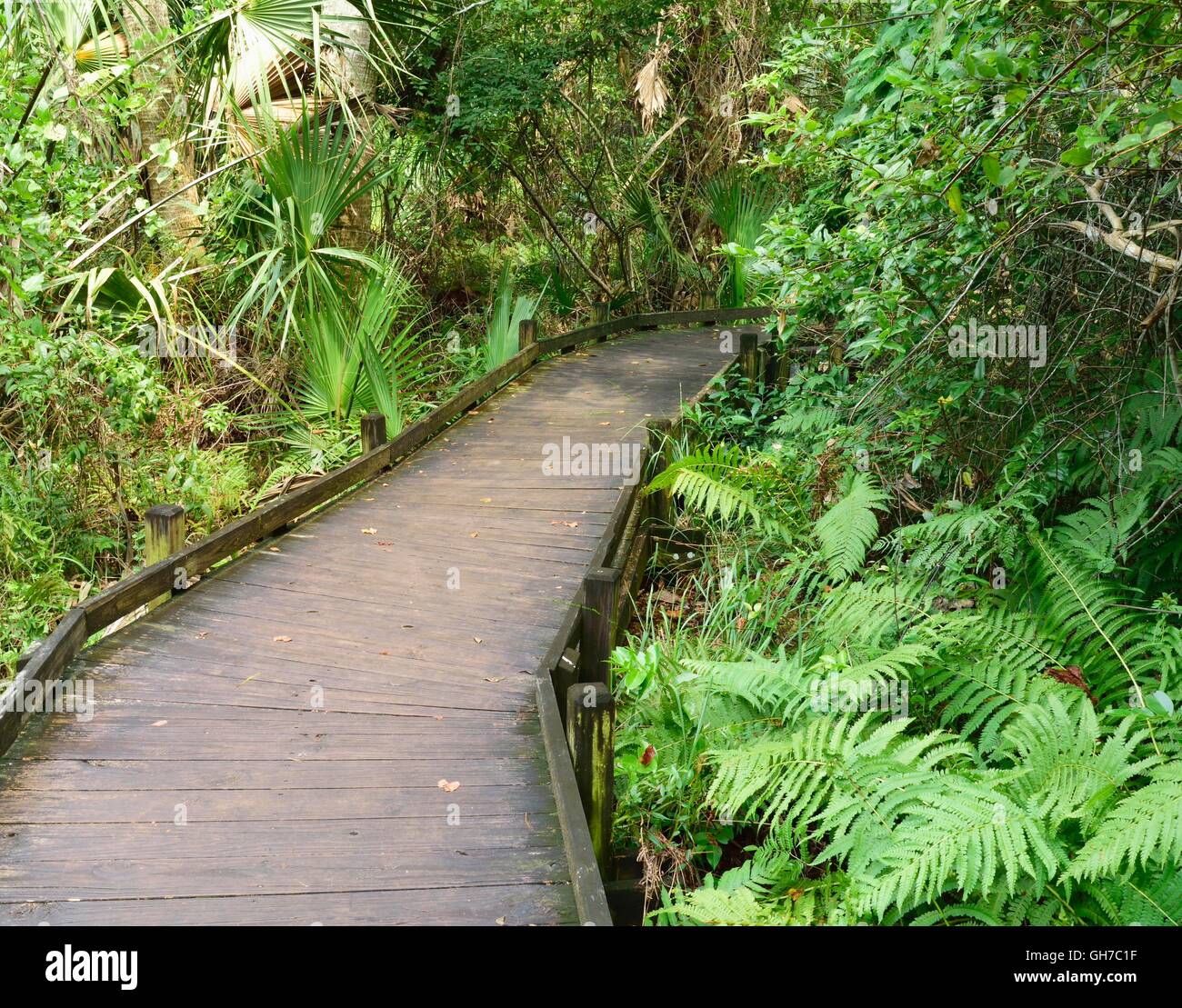 A peaceful wooden pathway to the forest in Florida Stock Photo - Alamy