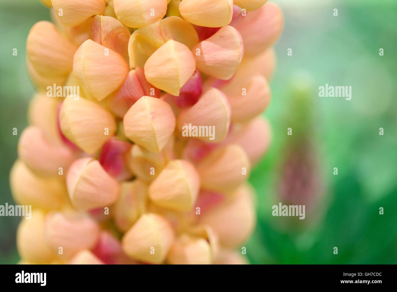 Salmon flowers hi-res stock photography and images - Alamy