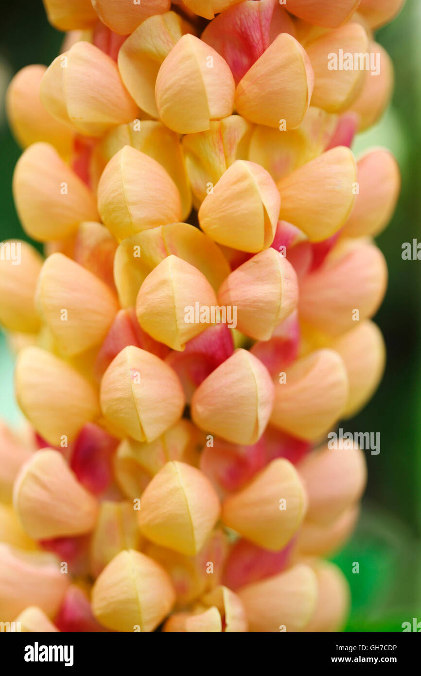 Salmon flowers hi-res stock photography and images - Alamy