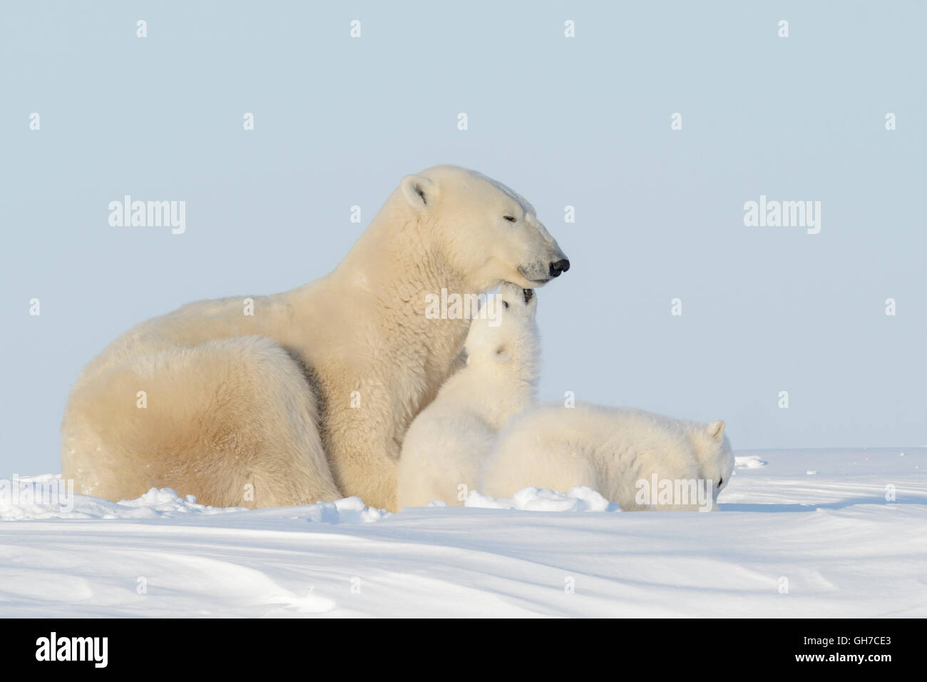Polar bear mother (Ursus maritimus) playing with two cubs, Wapusk National Park, Manitoba ...