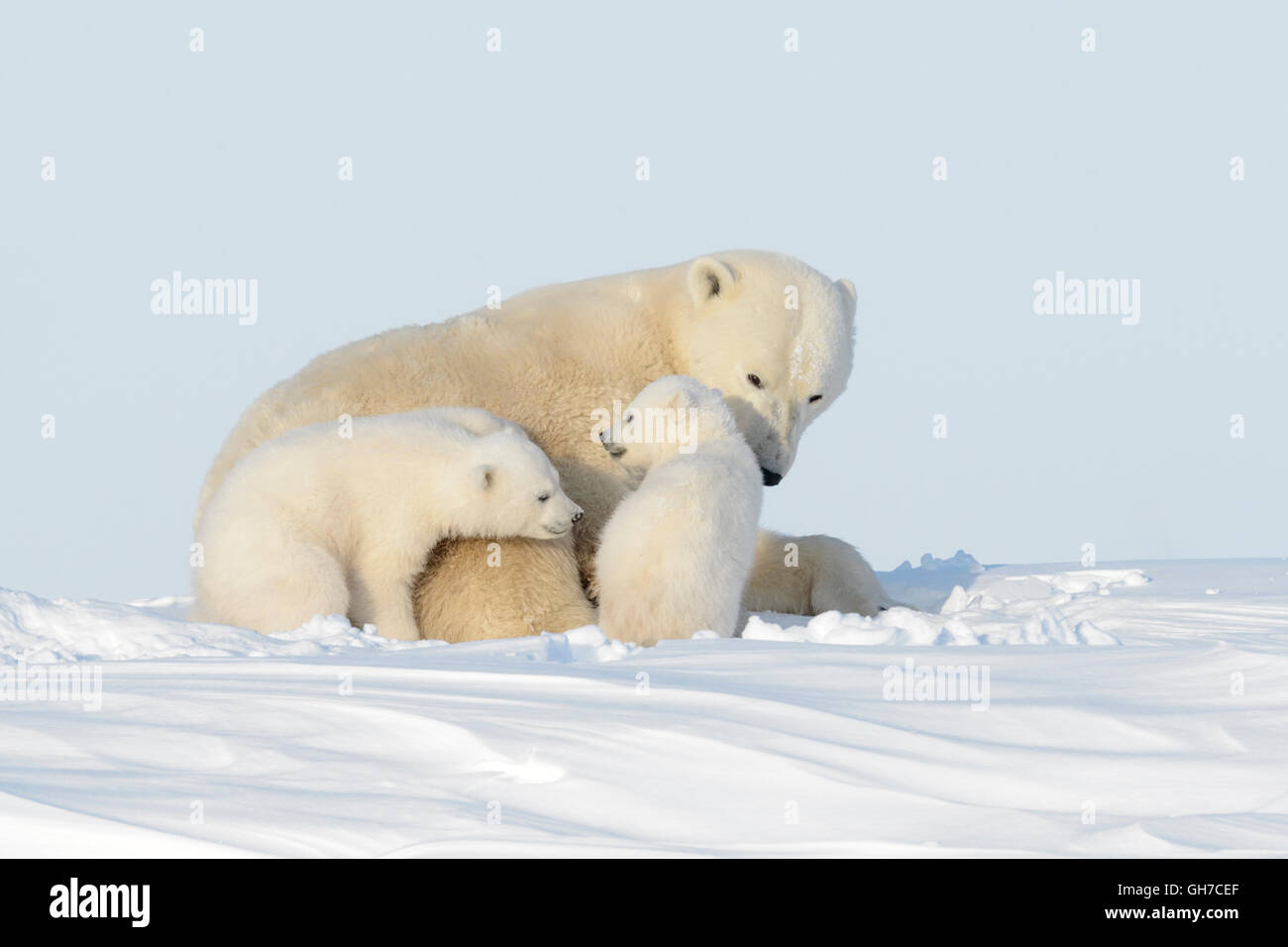 Polar bear mother (Ursus maritimus) playing with two cubs, Wapusk National Park, Manitoba ...