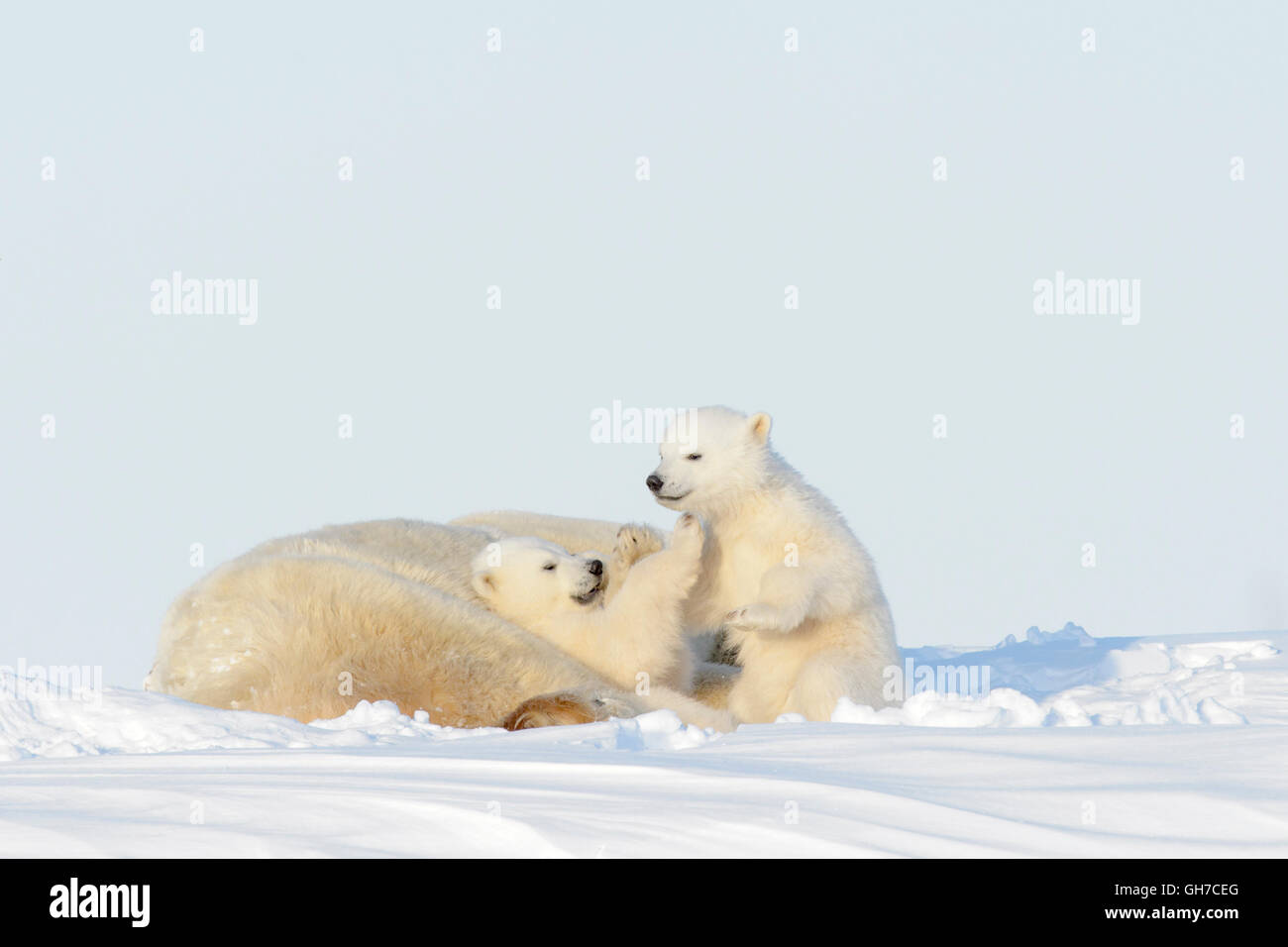 Polar bear mother (Ursus maritimus) lying down with two playing cubs, Wapusk National Park ...