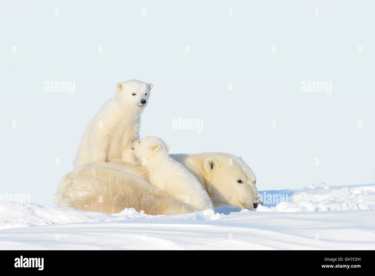 Polar bear mother (Ursus maritimus) playing with two cubs, Wapusk National Park, Manitoba ...