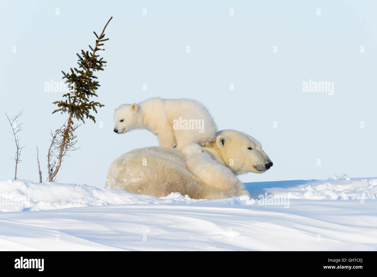 Polar bear mother (Ursus maritimus) playing with two cubs, Wapusk National Park, Manitoba ...