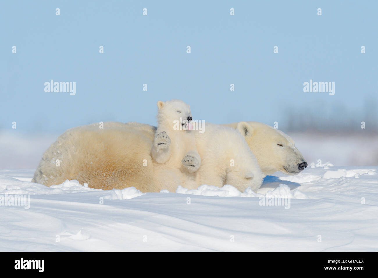 Polar bear mother (Ursus maritimus) lying down with two playing cubs, Wapusk National Park ...