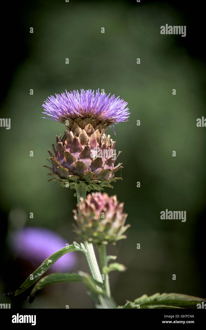 Cynara cardunculus. Cardoon. Globe artichoke Stock Photo - Alamy