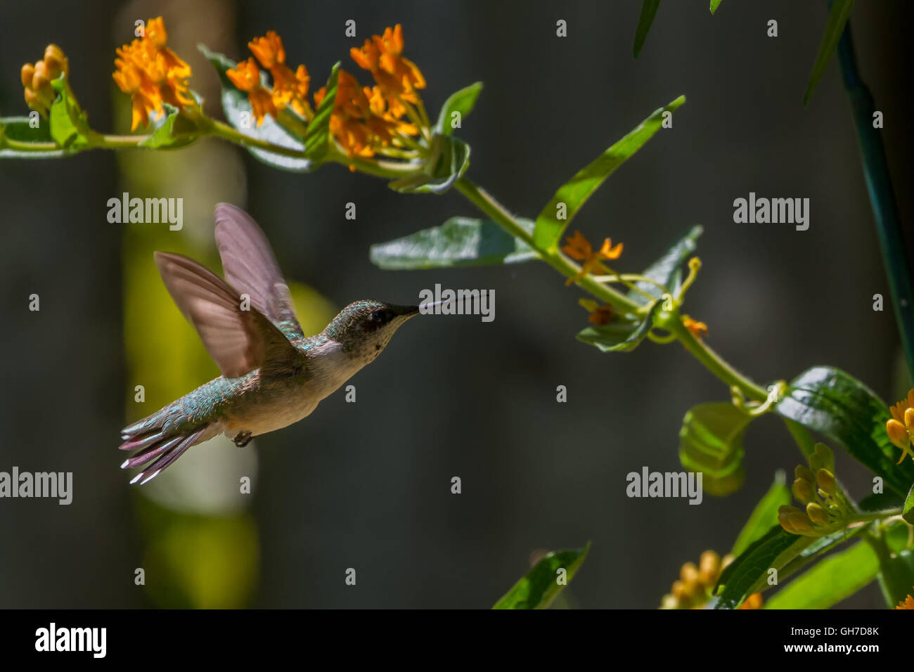 Ruby-throated Hummingbird in flight approaching the blooms of a ...