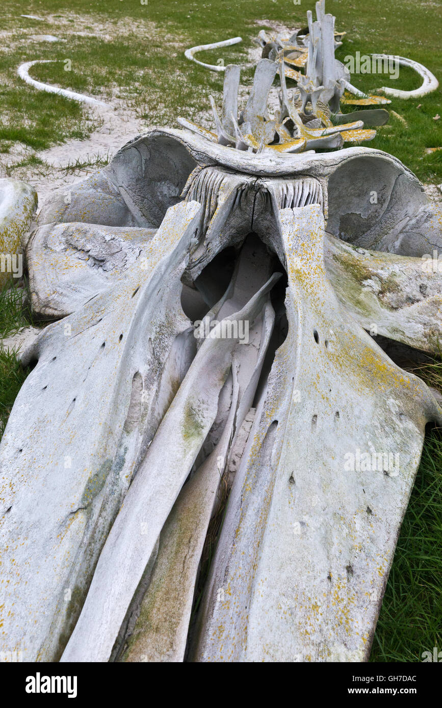 Whale bones laid out on the beach near the Neck on Saunders Island in ...