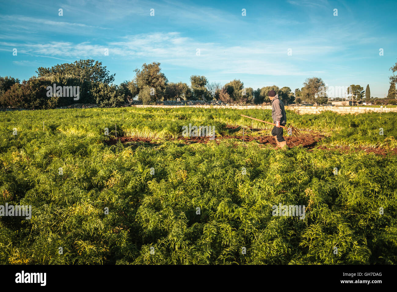 Harvesting of parsnip carrots grown in fields in Polignano Stock Photo ...