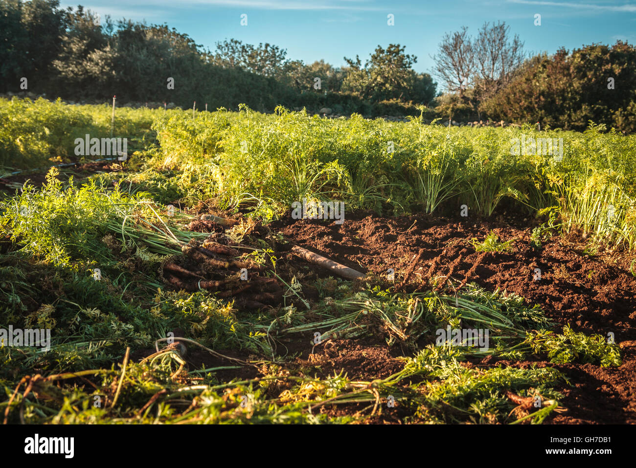 Harvesting of parsnip carrots grown in fields in Polignano Stock Photo ...