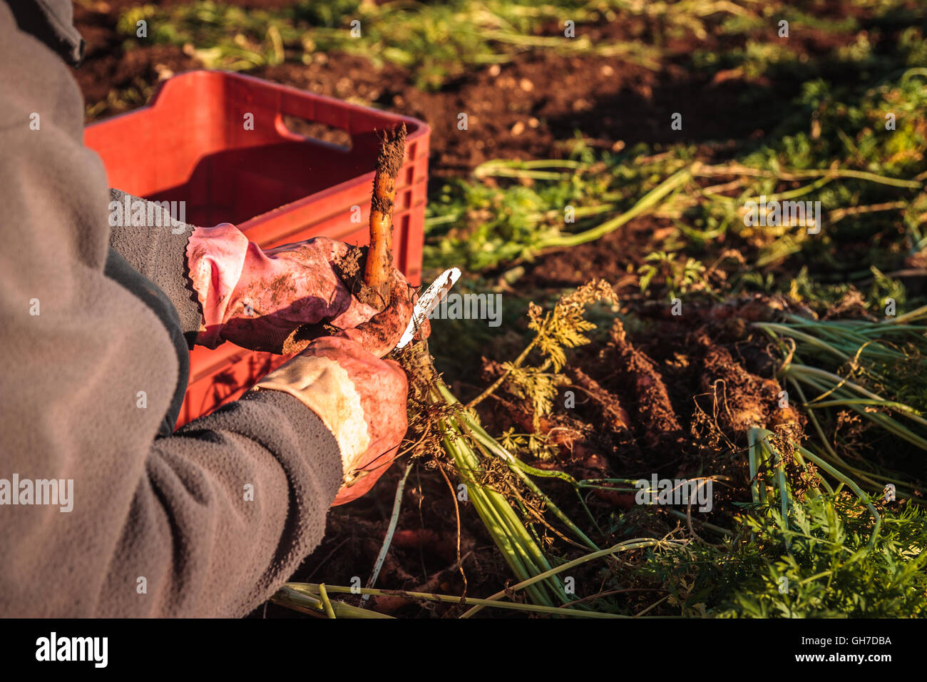 Harvesting of parsnip carrots grown in fields in Polignano Stock Photo ...
