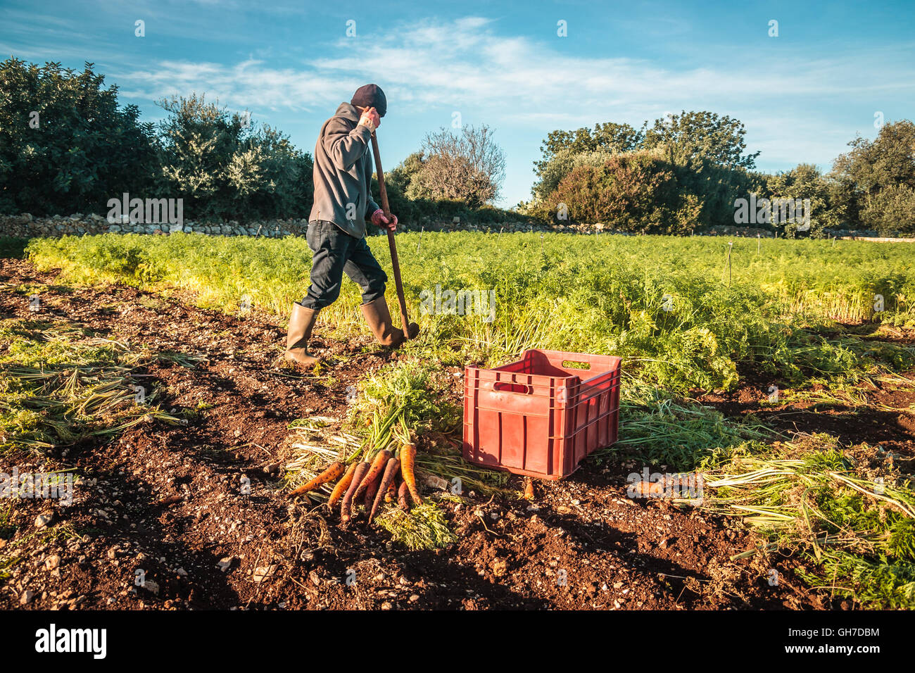 Harvesting of parsnip carrots grown in fields in Polignano Stock Photo ...
