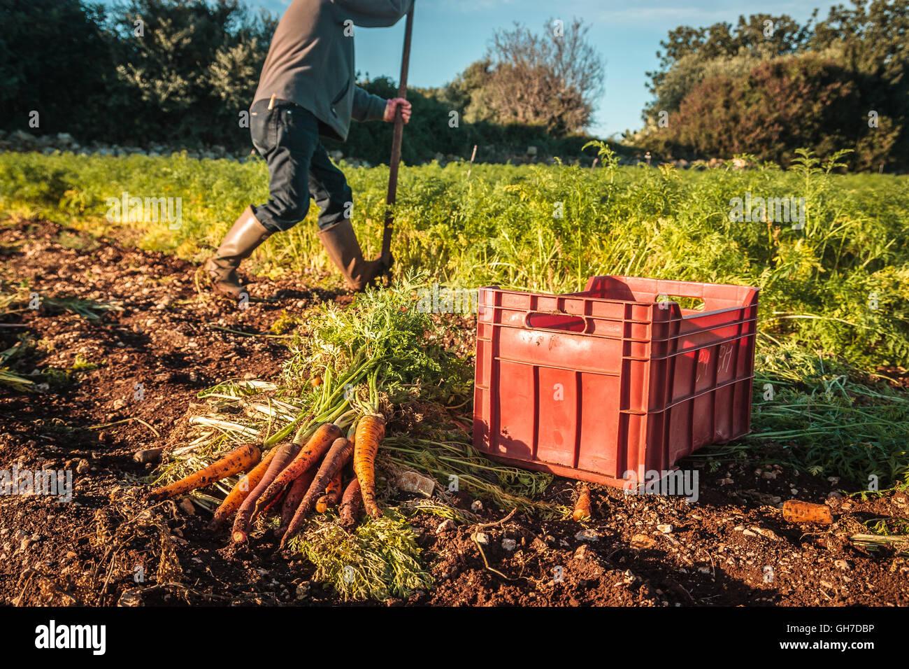 Harvesting of parsnip carrots grown in fields in Polignano Stock Photo ...