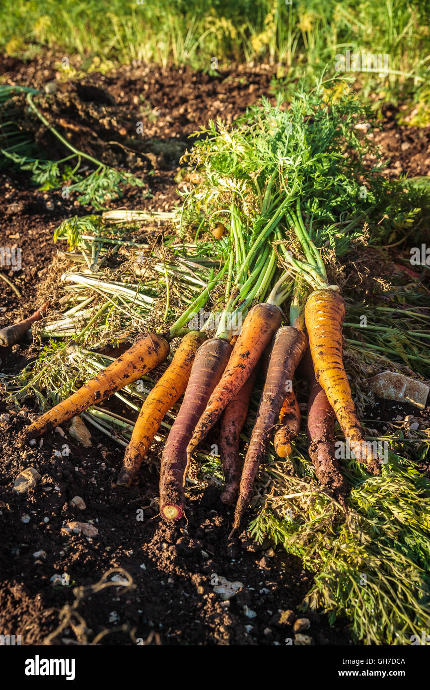 Harvesting of parsnip carrots grown in fields in Polignano Stock Photo ...