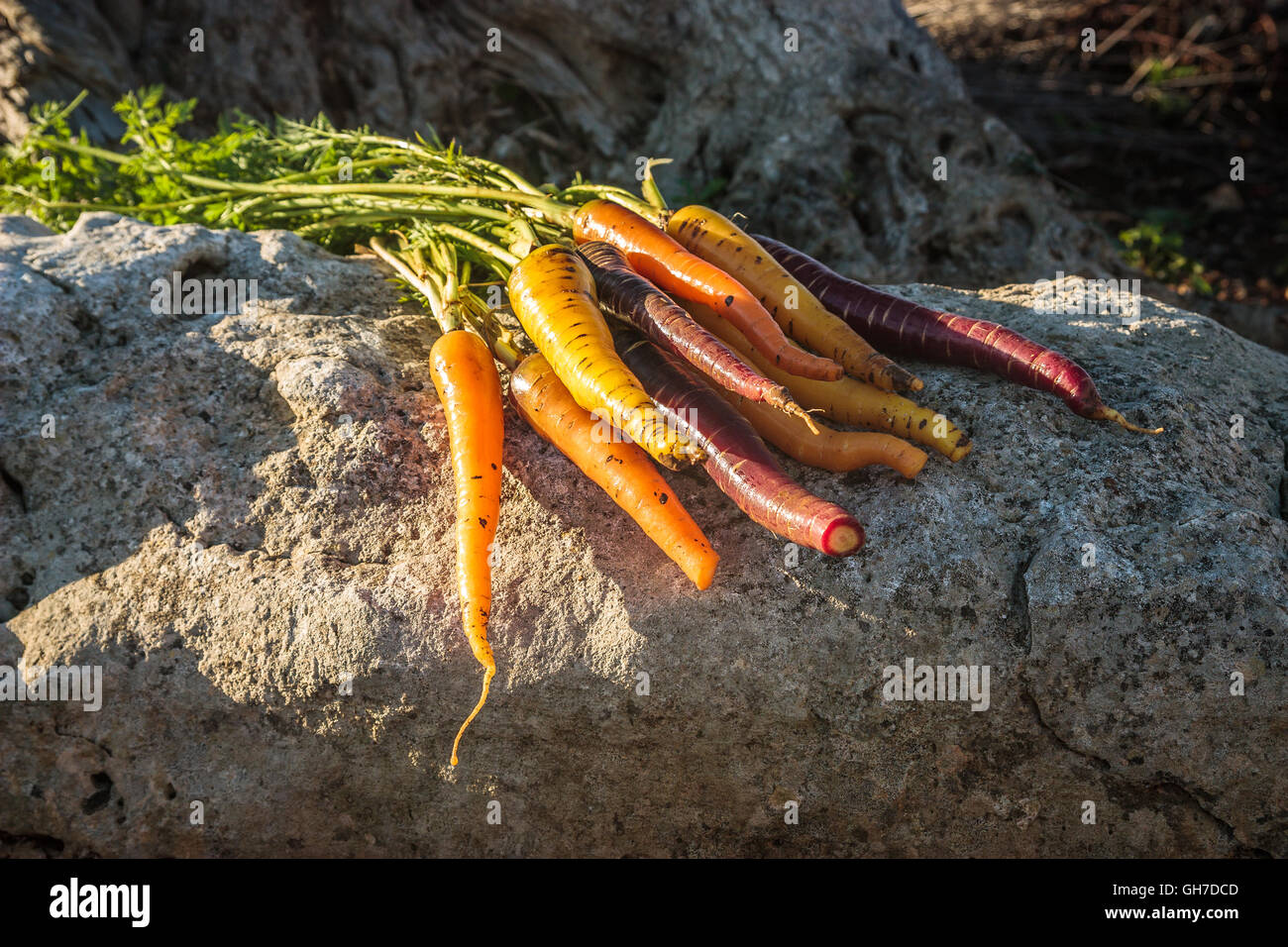 Harvesting of parsnip carrots grown in fields in Polignano Stock Photo ...