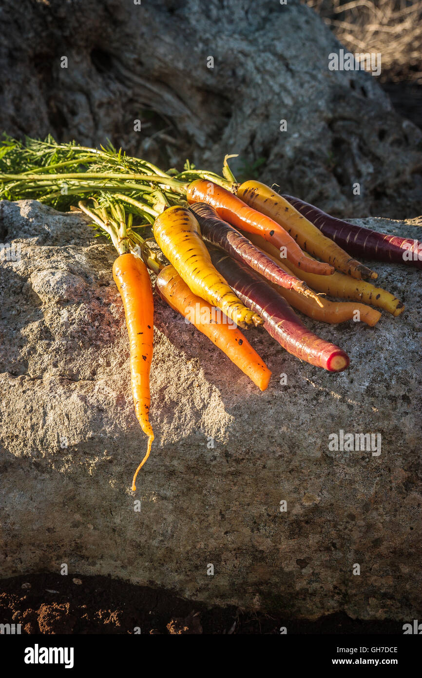 Harvesting of parsnip carrots grown in fields in Polignano Stock Photo ...