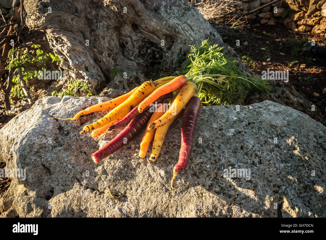 Harvesting of parsnip carrots grown in fields in Polignano Stock Photo ...
