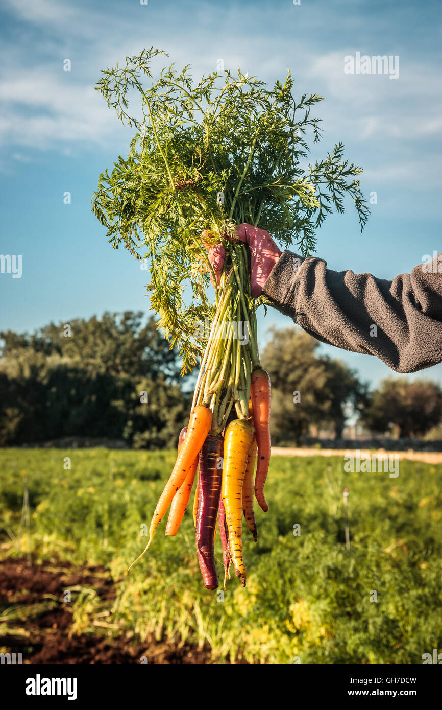 Harvesting of parsnip carrots grown in fields in Polignano Stock Photo ...