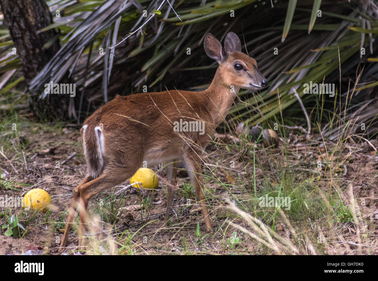 Red Duiker on Benguerra Island in Mozambique Stock Photo - Alamy