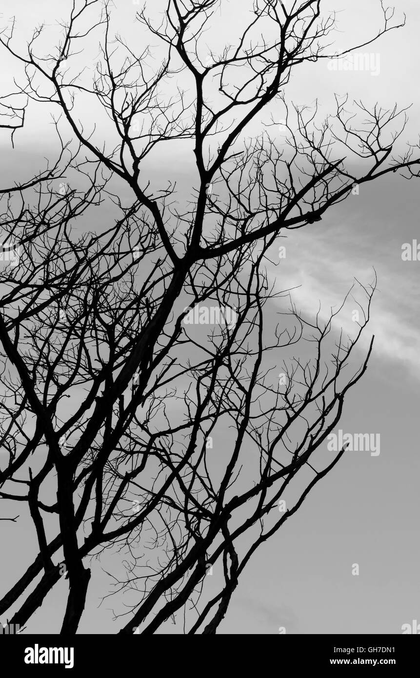 Background dry tree in black and white, feel sad Stock Photo - Alamy