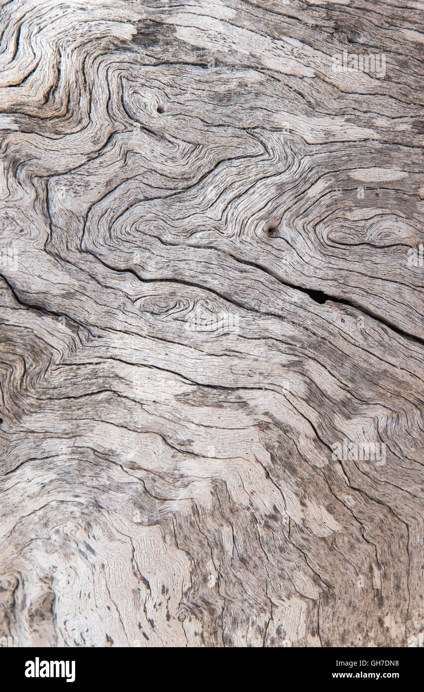 Patterns in a dead tree trunk Stock Photo - Alamy