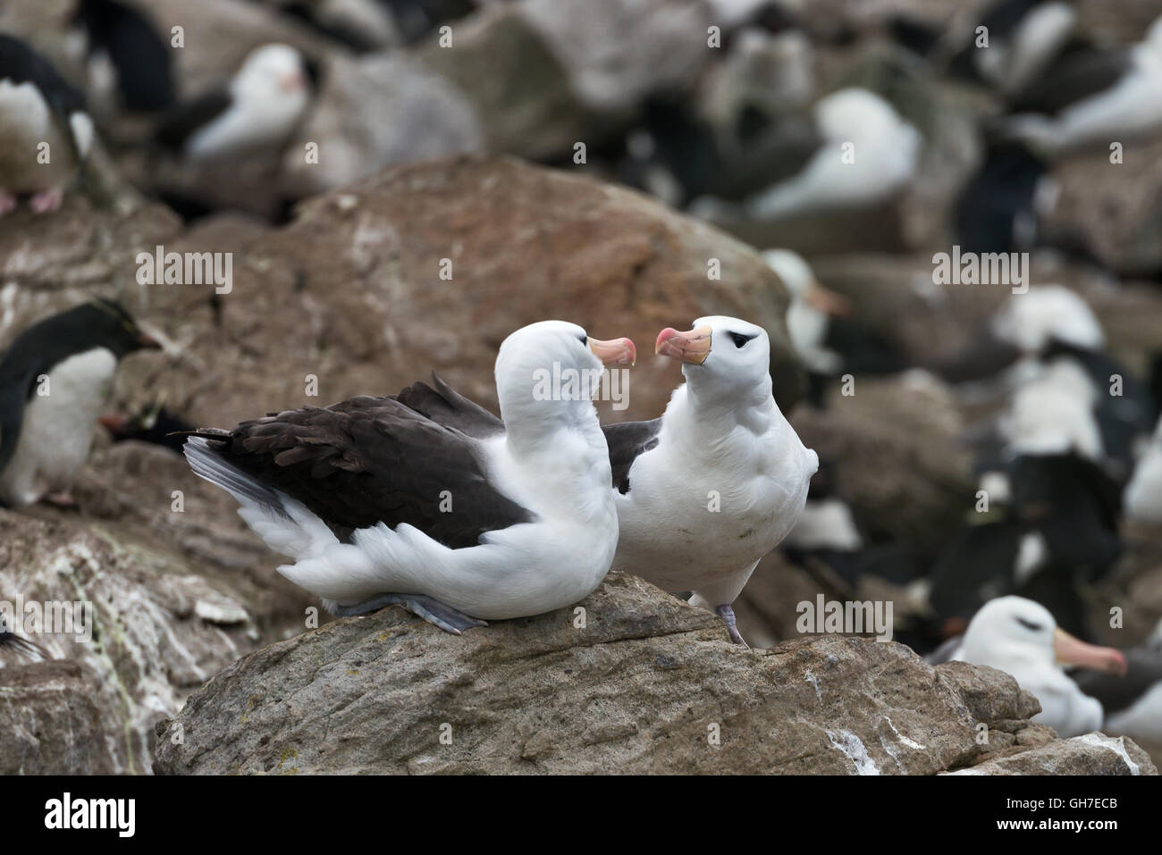 Two black-browed albatross preening each other at their nest on top of ...