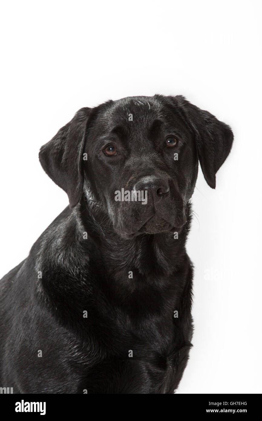 European Black Labrador