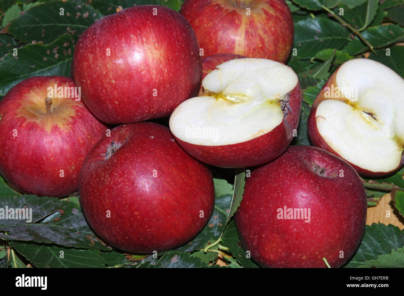 Apple annurca hi-res stock photography and images - Alamy